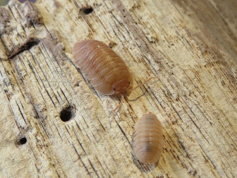 Armadillidium pallasii ‘orange’ – Isopod Ranch